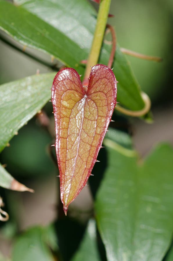 Heart leaf stock image. Image of nature, plant, color - 28822629