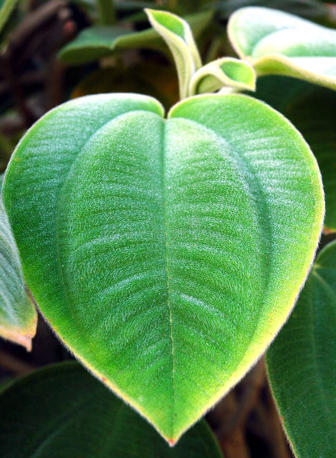 Heart Leaf Picture. Image: 750470