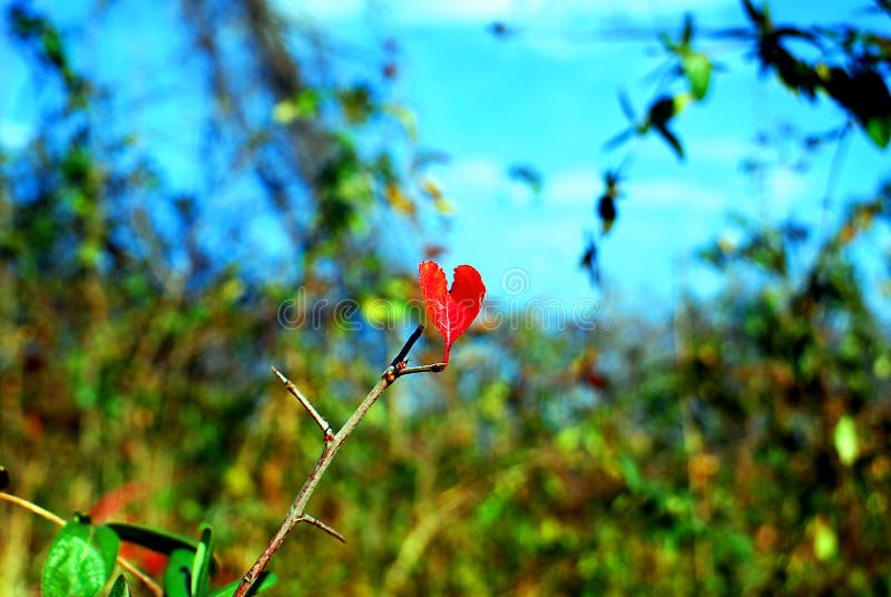 Heart Leaf stock photo. Image of heart, undying, powerful - 7713610