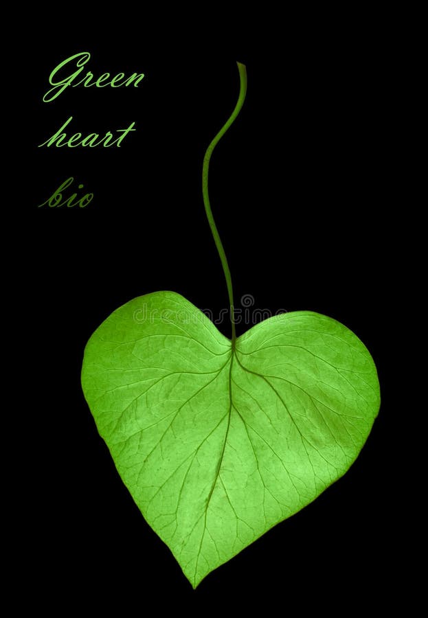 Heart From Leaf - Bio Concept Picture. Image: 15953874