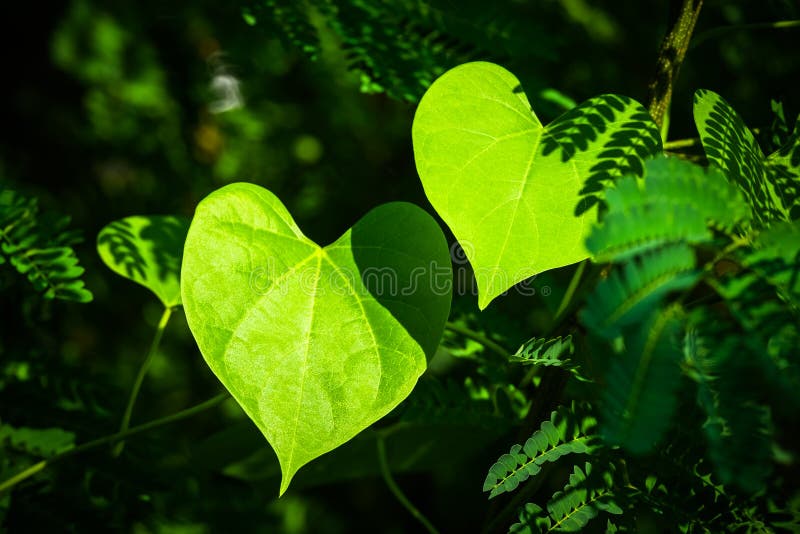 Heart leaf stock image. Image of closeup, conceptual - 54857741