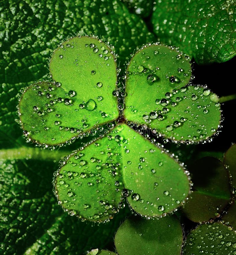 Heart Leaf Clover stock image. Image of heart, clover - 45535195