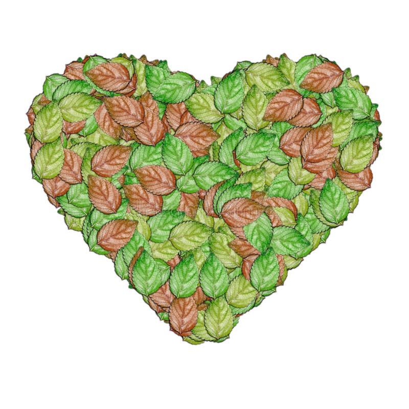 Heart Leaf Isolated on White Stock Photo - Image of botany, heart: 24648904