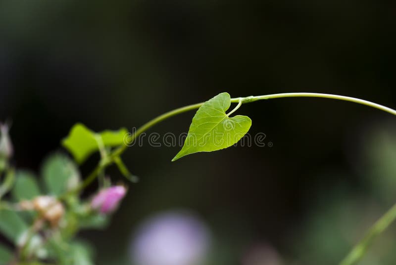 Heart Leaf stock photo. Image of plants, growth, floral - 83883590
