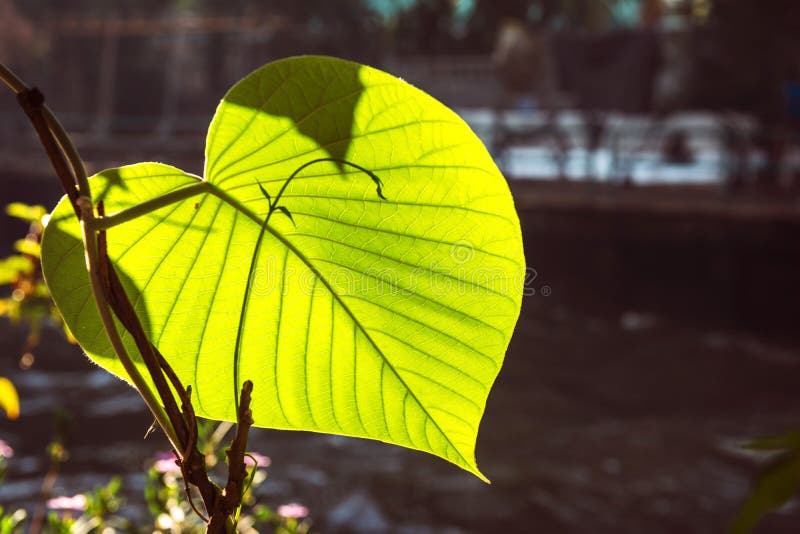Heart Leaf on Tree at the Temple Stock Photo - Image of heart ...