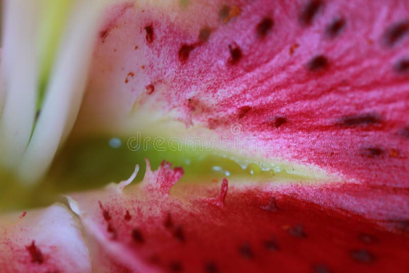 Heart of a Lilly stock photo. Image of macro, stargazer - 49483858