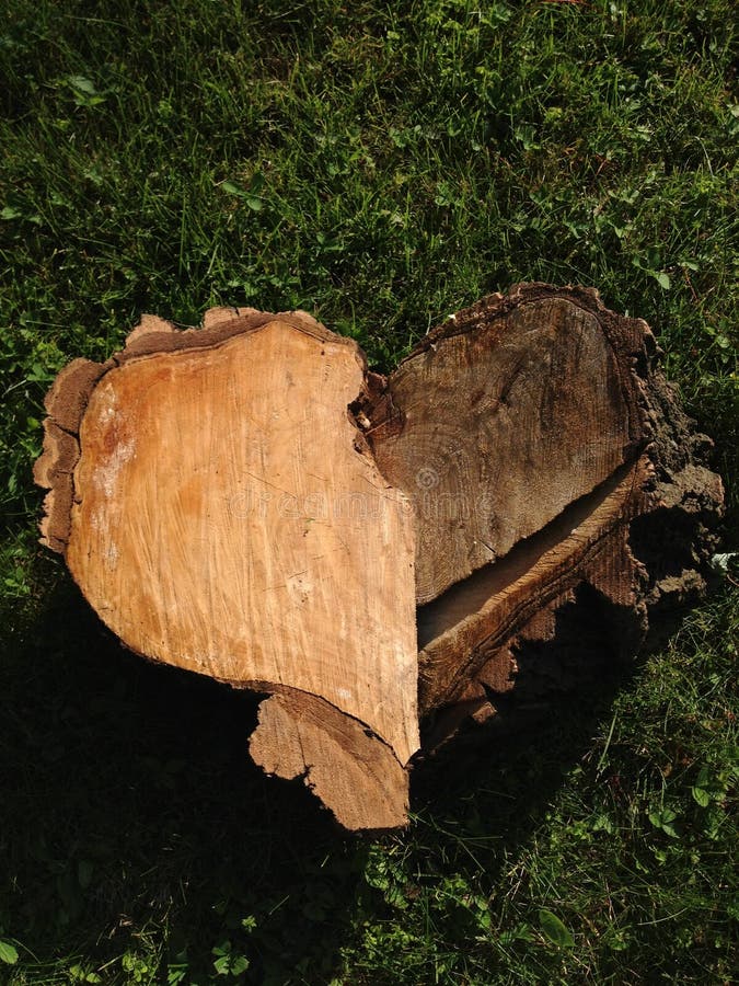 Heart log stock photo. Image of shadows, heart, green - 67277394