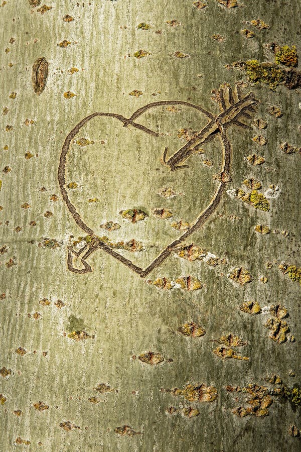 Heart with Arrow Engraved in the Trunk of a Tree Stock Image - Image of ...