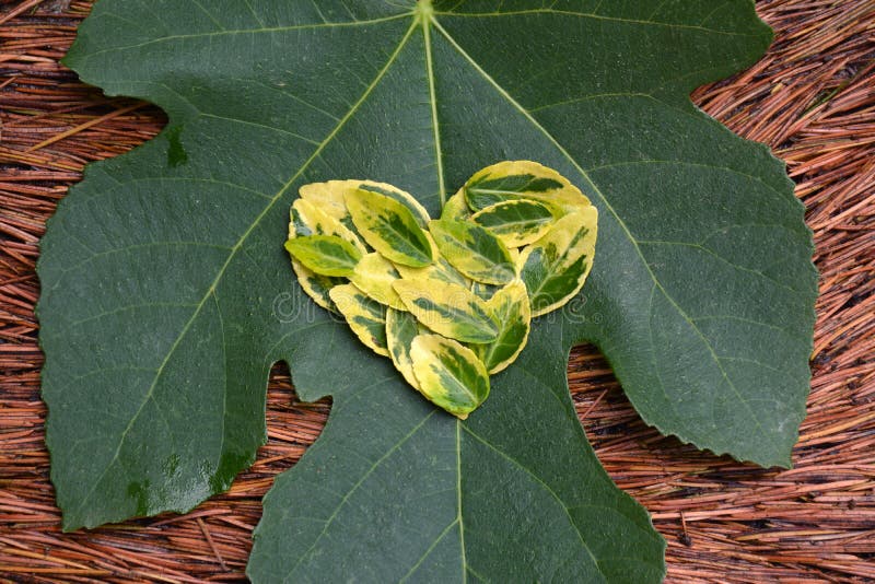 Heart Made in of Yellow-green Leaves on Fig Leaf. Stock Photo - Image ...