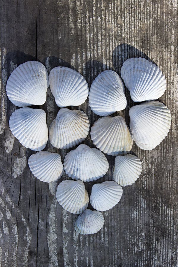 Heart made of sea shells stock image. Image of romantic - 45410593