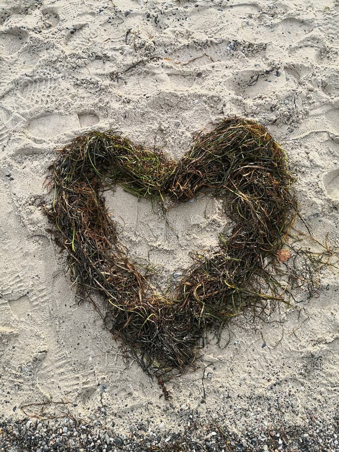 Heart Made of Seaweed at Sandy Beach Stock Photo - Image of beach ...