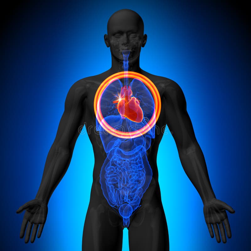 The Human Blueprint Concept Stock Illustration - Illustration of heart ...