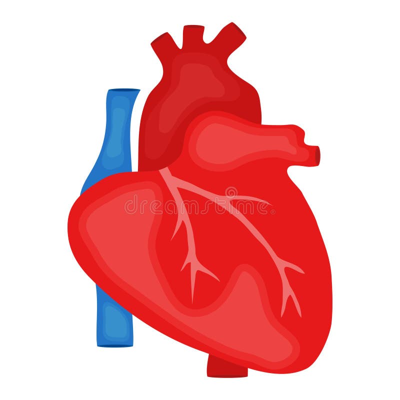 The heart of man stock vector. Illustration of biology - 88890997