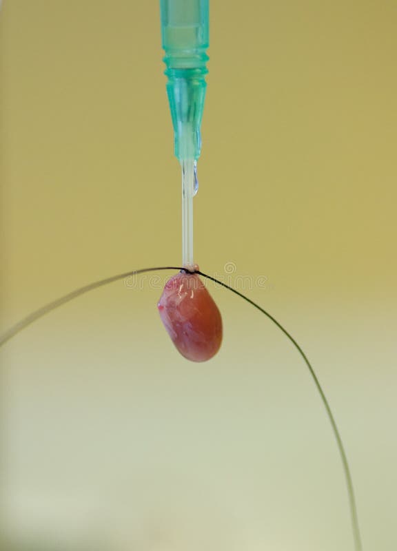 Heart from Mouse Sutured on Cannula with Artificia Stock Photo - Image ...