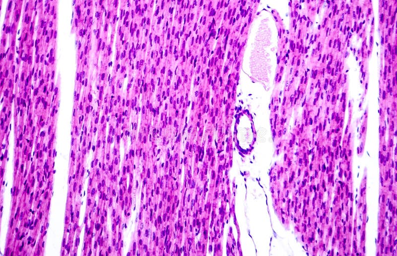 Cardiac Muscle Histology Myocyte
