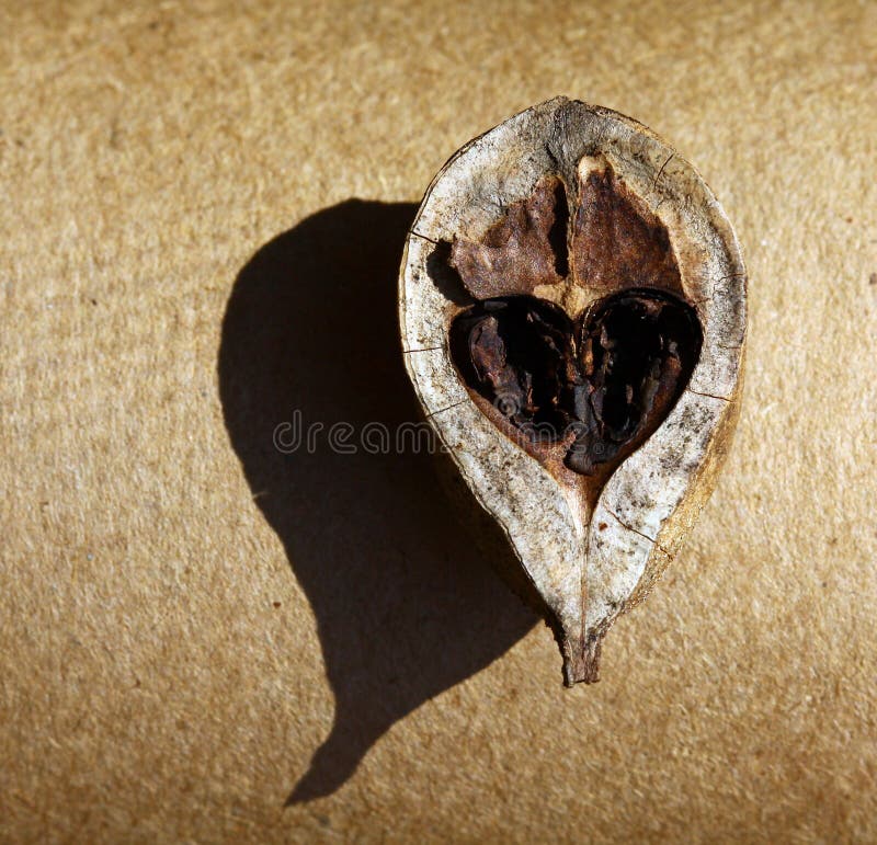 Heart-shaped nut shell stock photo. Image of peel, fathers - 35553140