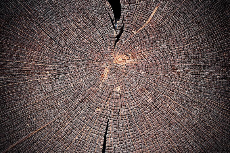 Heart of oak tree stock image. Image of material, pattern - 72104629