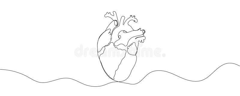 Heart One Line Drawing Illustration Human Heart One Line Stock Vector ...