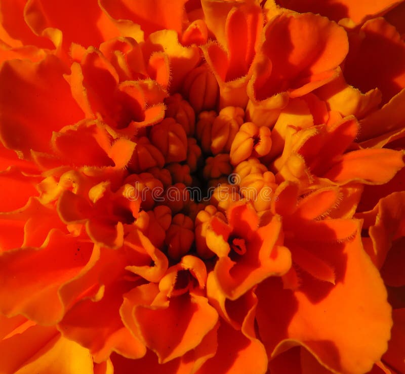 Orange marigolds stock photo. Image of marigold, flowers - 121164712