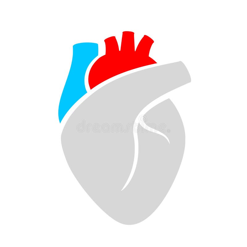 Realistic Human Heart Vector Icon Stock Vector Illustration Of