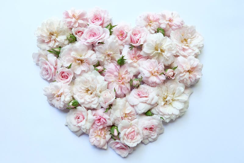 Heart of pink rose stock image. Image of petal, bouquet - 66037615