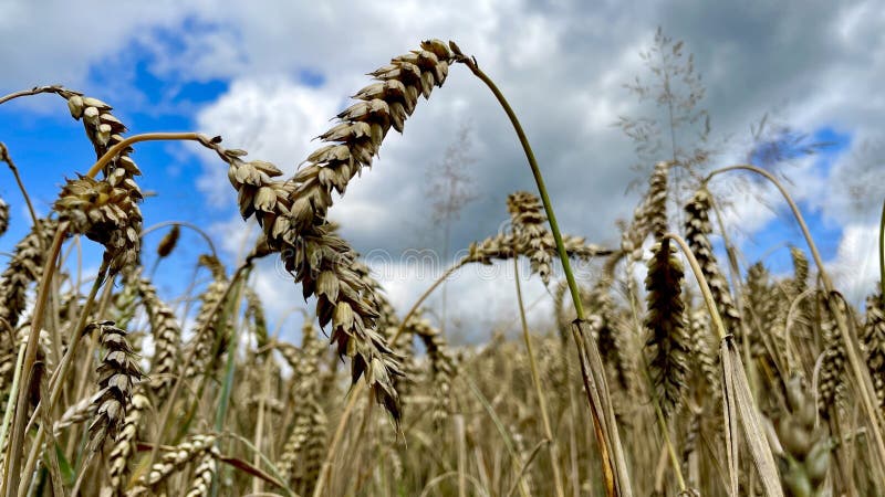 The heart from the plants stock image. Image of nature - 284903483