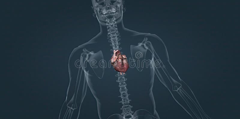 The Heart Pumps Blood through the Blood Vessels of the Circulatory ...