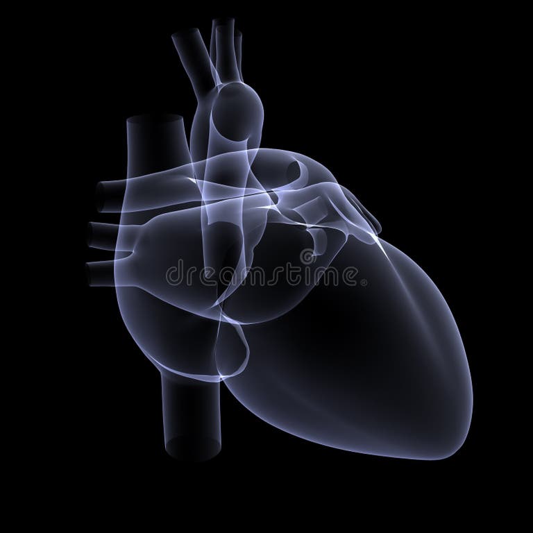 Human Heart Ray Stock Illustrations – 3,599 Human Heart Ray Stock ...