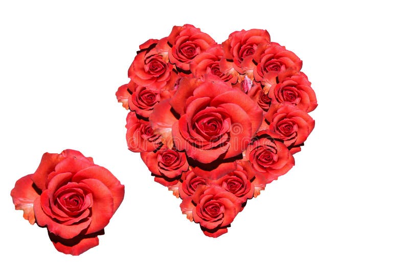 Heart of red roses stock photo. Image of blumen, valentinstag - 8056048
