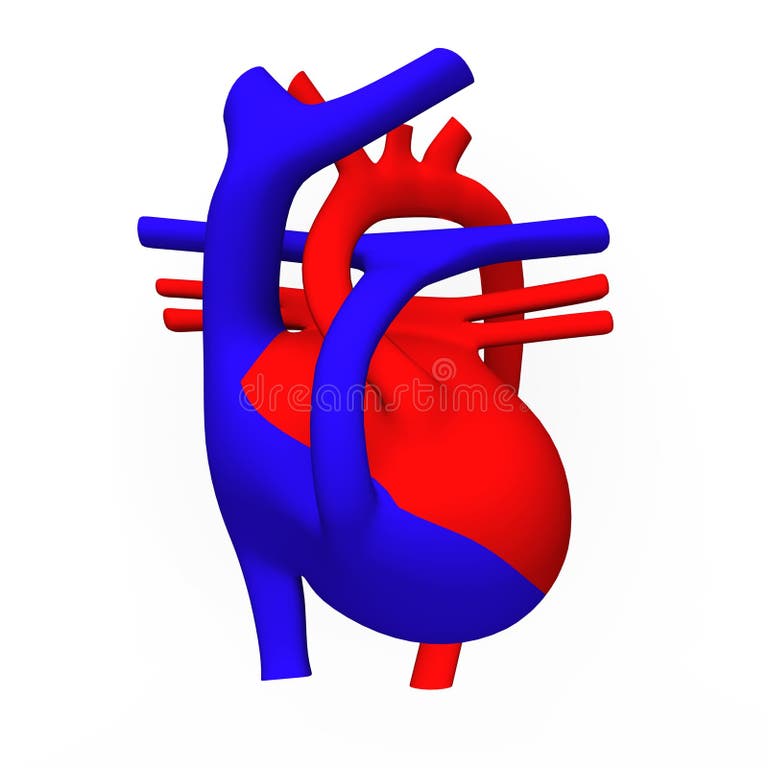 Human Heart Scheme Stock Illustrations – 897 Human Heart Scheme Stock ...
