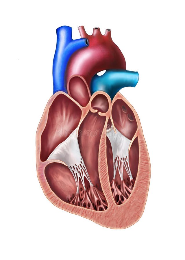 Heart section stock illustration. Illustration of medical - 9359293