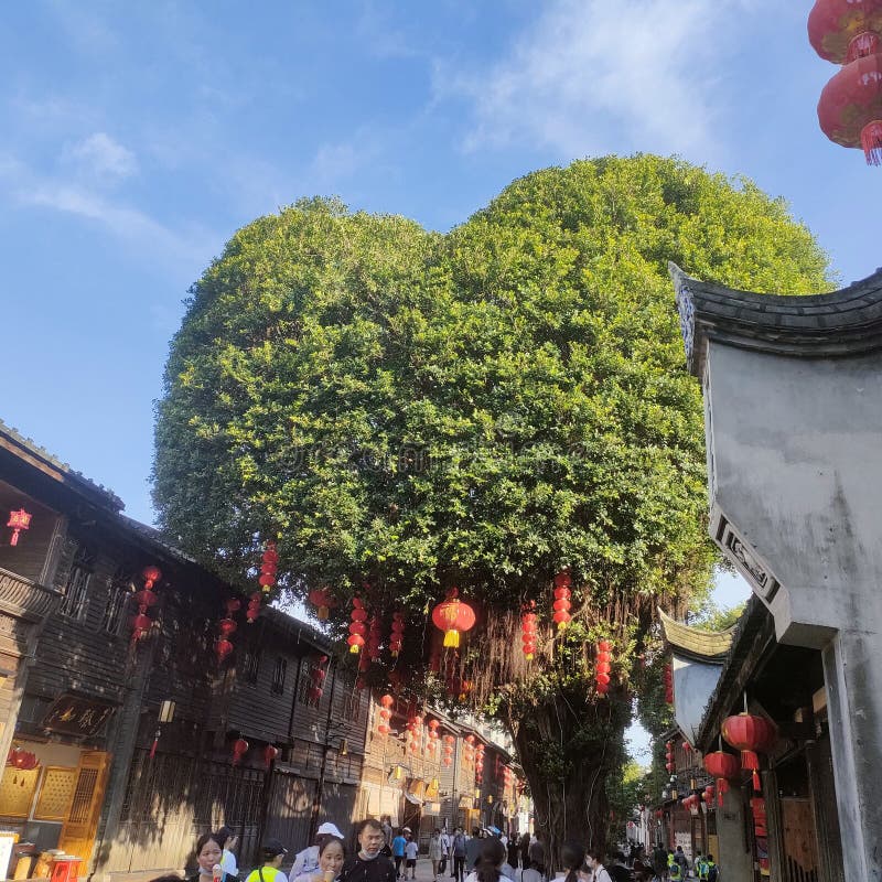 A Heart Shap Tree in China Three Lanes and Seven Alleys Editorial Stock ...