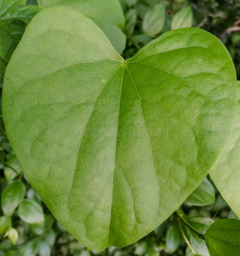 A Heart Shape Beautiful Leaf in the Garden Stock Photo - Image of leaf ...