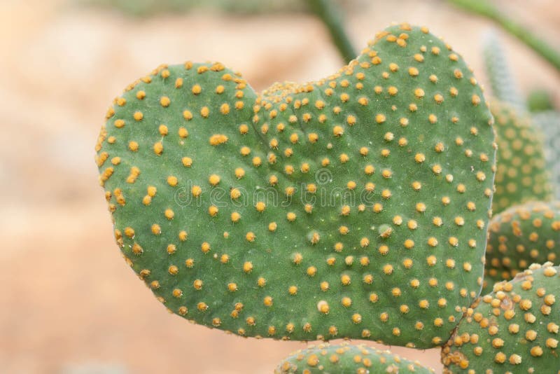 Heart shape cactus. stock photo. Image of green, color - 80424024