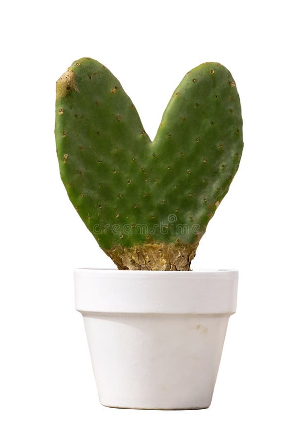 Heart Shape Cactus in White Pot Isolated on White Background. Stock ...