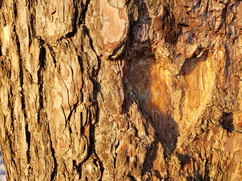 Heart Shape Carved on a Tree Cut on Sunset Stock Photo - Image of ...