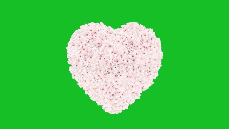 Heart Shape with Cherry Flowers on Green Screen Background Stock ...
