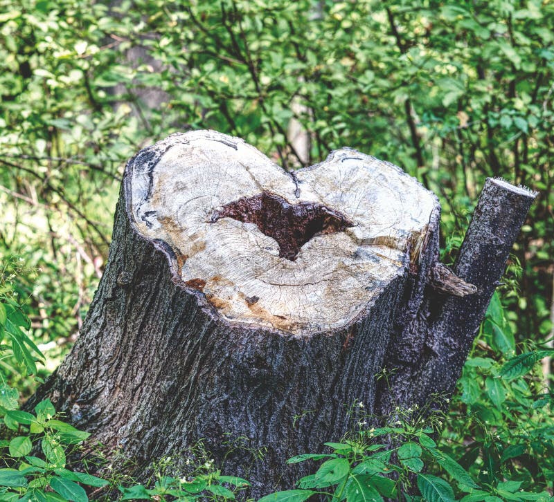 Heart Shape Cut Tree in the Forest Stock Photo - Image of nature ...