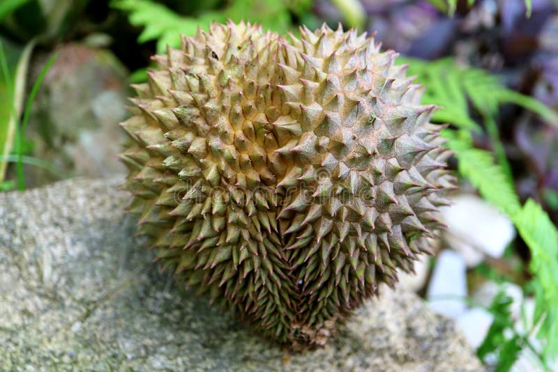 Heart Shape Durian Stock Photos - Free & Royalty-Free Stock Photos from ...