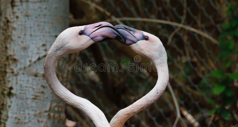 Flamingos in heart shape stock image. Image of lovers - 64458343