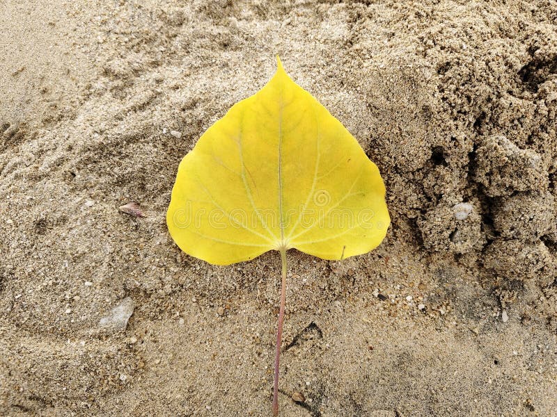 Heart Shape Leaf on the Beach. Falling Love Shape Yellow Leaf for ...