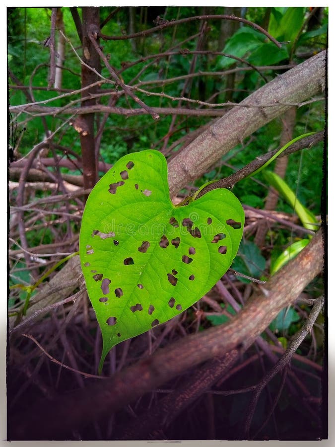 Heart Shape Leaf,heart Hurted,hurted Leaf Stock Photo - Image of hurt ...