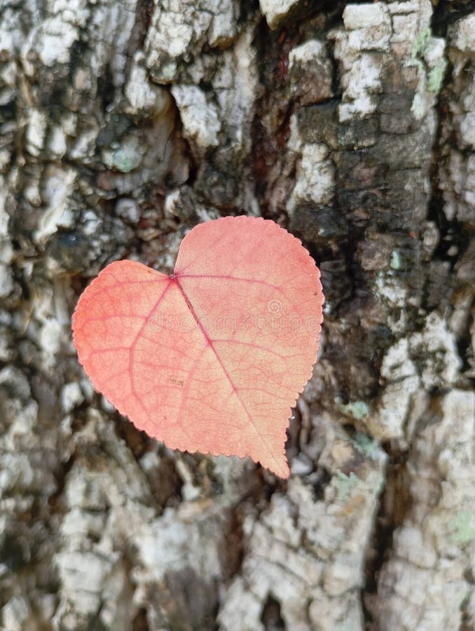 Heart Shape Leaf on Tree Trunk Stock Photo - Image of shape, tree ...