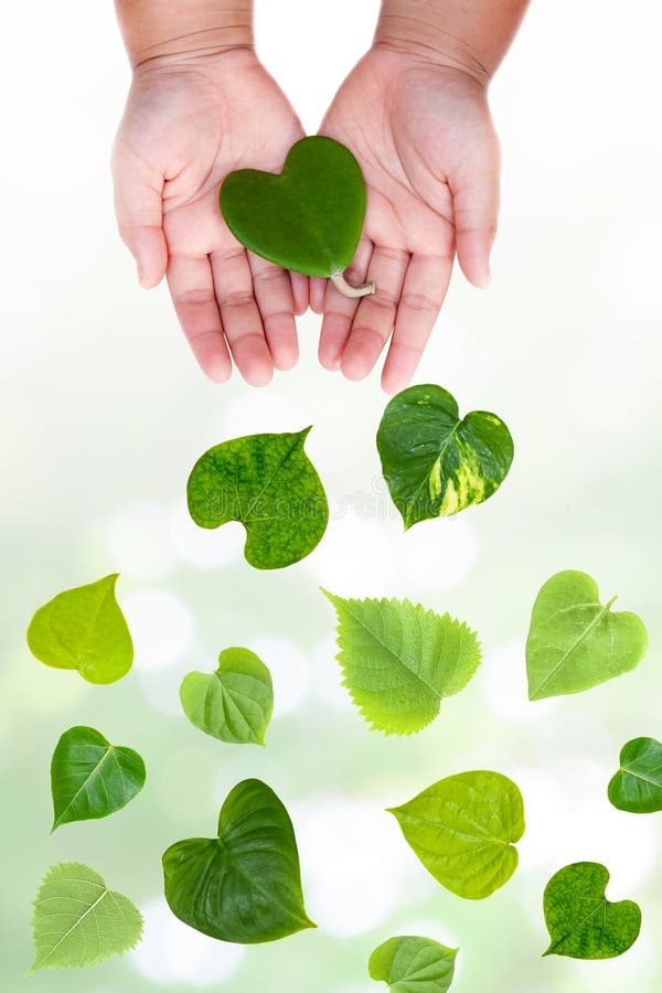 Heart Shape Leaves on Child S Hand Stock Image - Image of friendship ...
