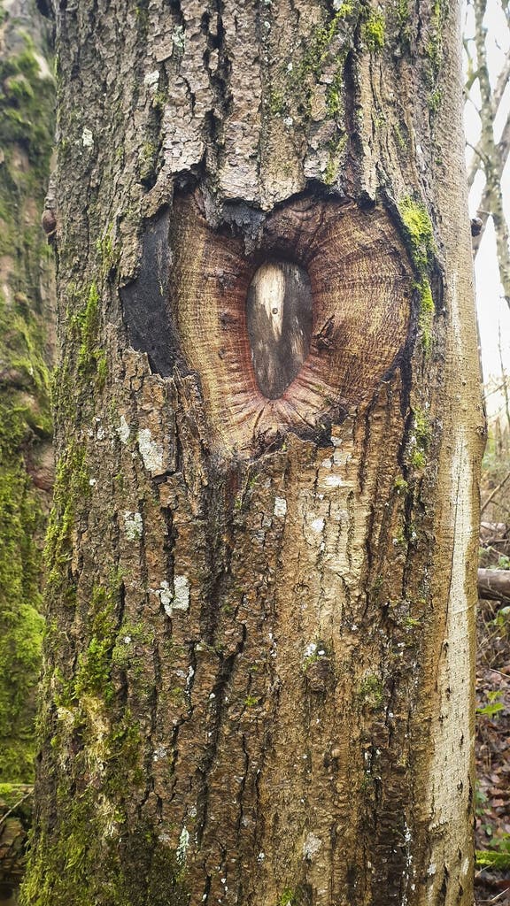 Heart Shape in Tree in German Forest Stock Photo - Image of europe ...
