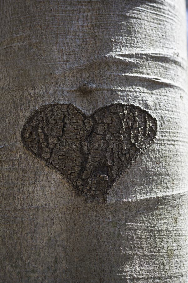 Heart Shape on Tree Trunk stock image. Image of forest - 245231177