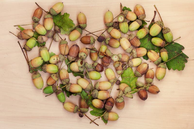 Heart shaped acorns stock photo. Image of group, september - 59904338