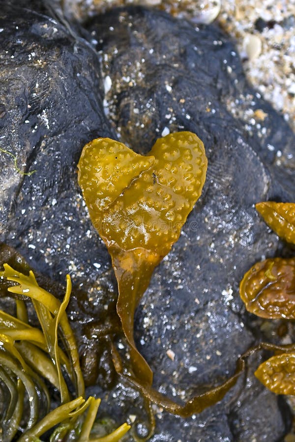 Heart-shaped Algae on Grey Stone Stock Photo - Image of marine, ocean ...