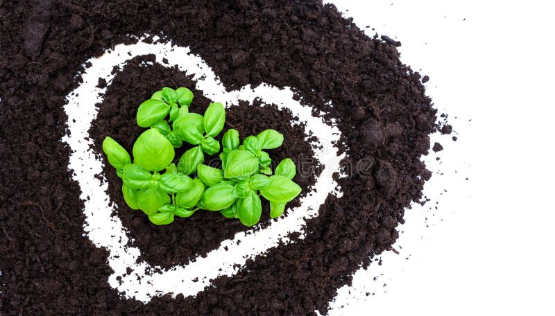 Heart-Shaped Basil Plant with Soil on White Background Stock Photo ...