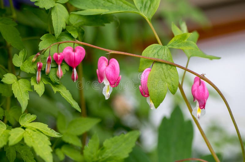 Heart-shaped Bleeding Heart Flower in Pink and White Color. Stock Image ...